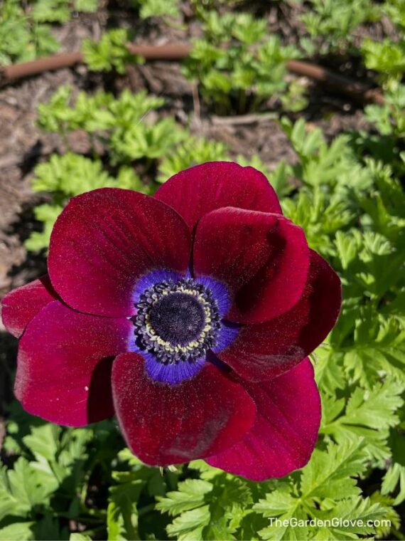 Bulbs to Plant in Fall- Ideas and Inspiration • The Garden Glove