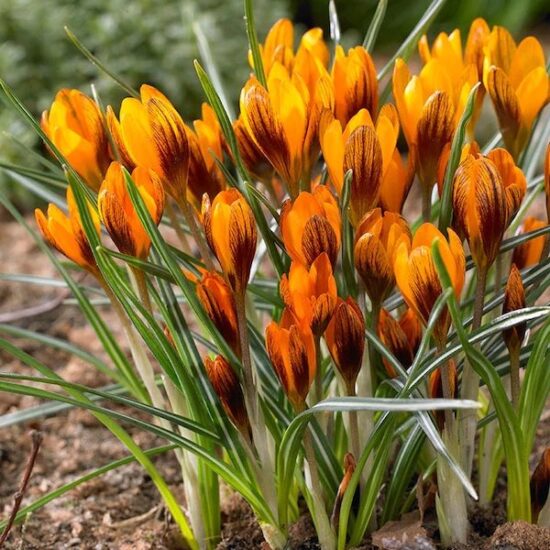 Bulbs to Plant in Fall- Ideas and Inspiration • The Garden Glove