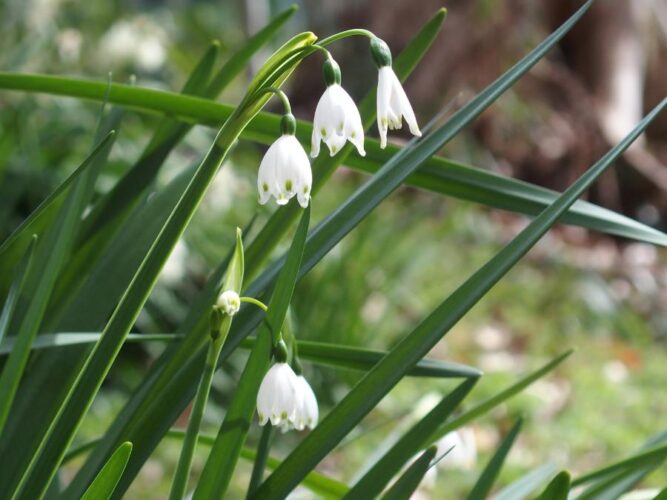 Bulbs to Plant in Fall- Ideas and Inspiration • The Garden Glove