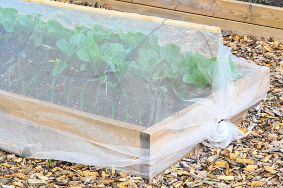 How to grow broccoli: Your ultimate guide to tasty broccoli crowns ...