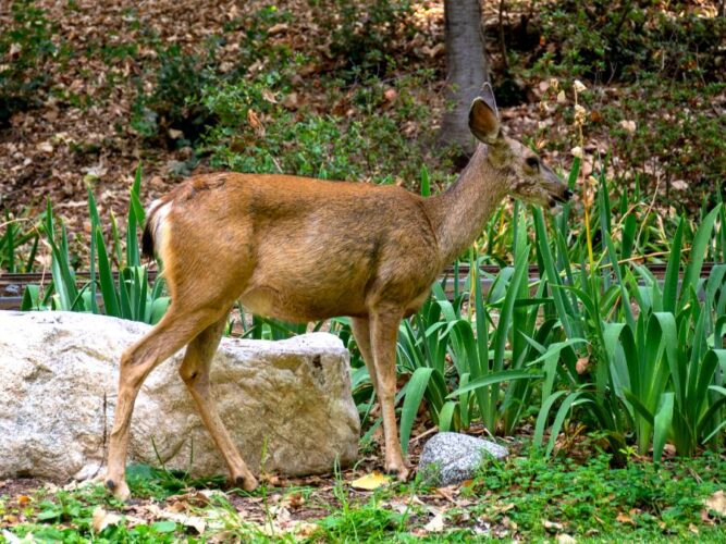 How to Keep Deer Out of the Garden • The Garden Glove