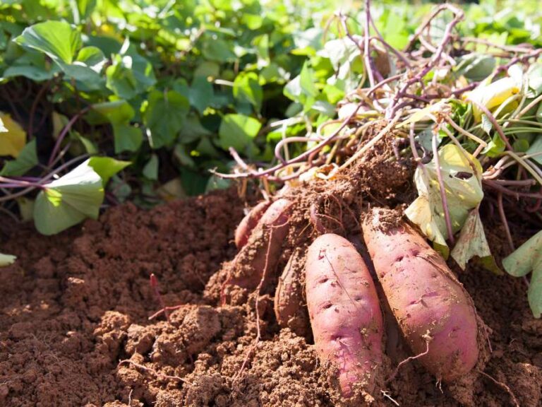 21 Fall Garden Vegetables to Plant for a Fall Harvest • The Garden Glove