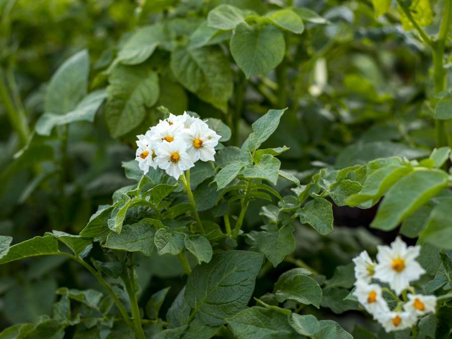 21 Fall Garden Vegetables to Plant for a Fall Harvest • The Garden Glove
