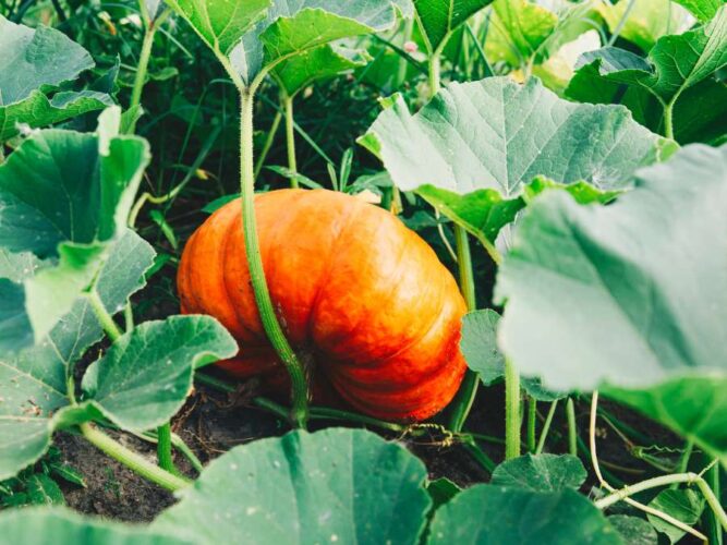 How to Grow Pumpkins at Home: Tips for planting, when to harvest, and ...