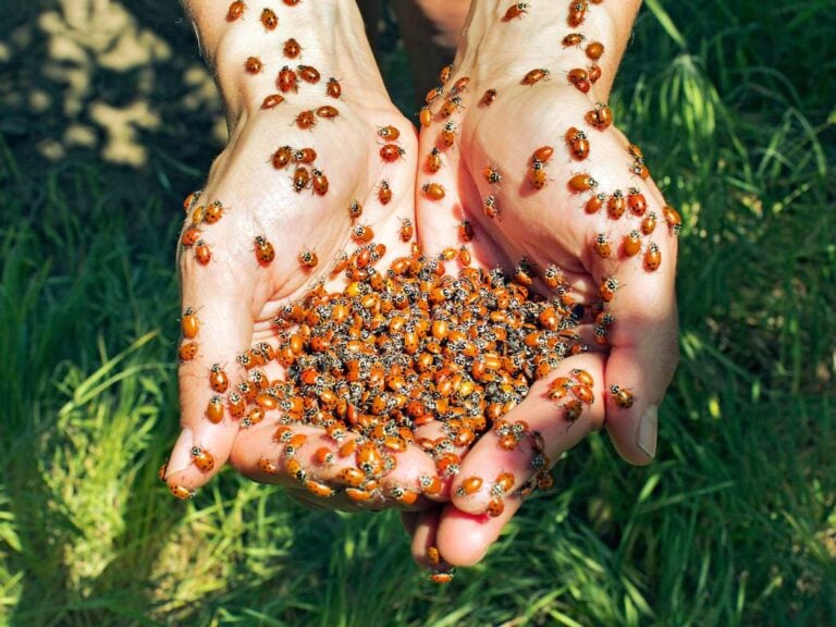 A Guide to Beneficial Insects in Your Garden • The Garden Glove