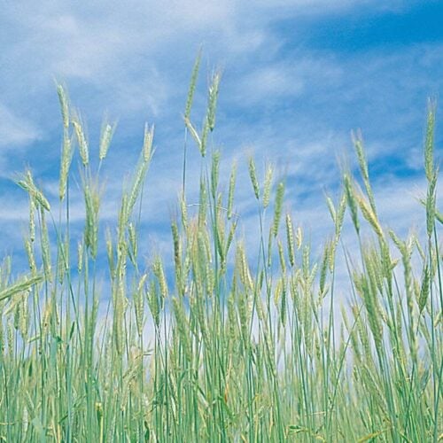 Using Cover Crops in Your Garden for Fall and Winter • The Garden Glove
