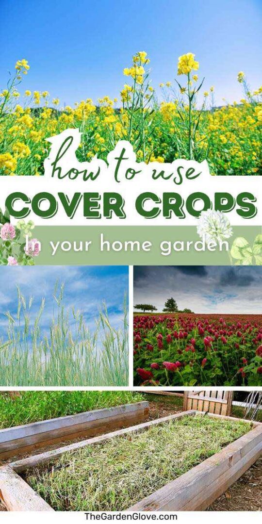 Using Cover Crops in Your Garden for Fall and Winter • The Garden Glove