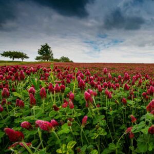 Using Cover Crops in Your Garden for Fall and Winter • The Garden Glove