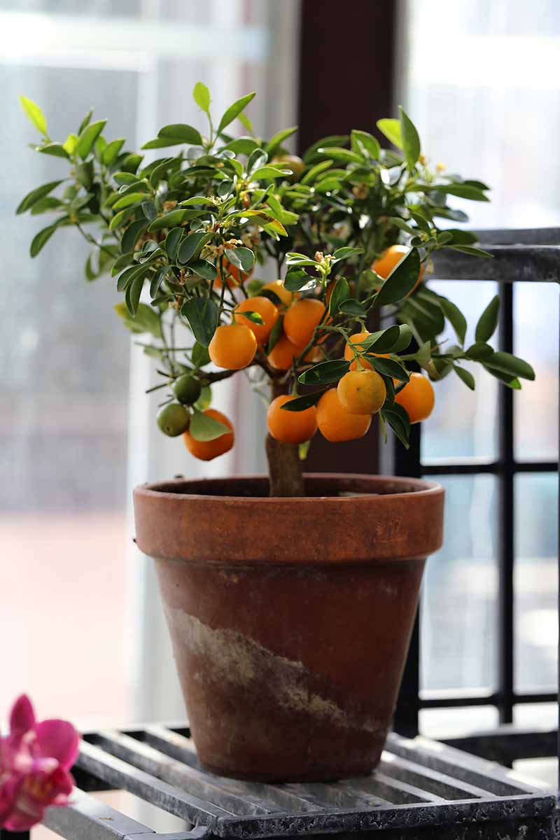 Guide to Growing Citrus Trees in Pots or Containers • The Garden Glove