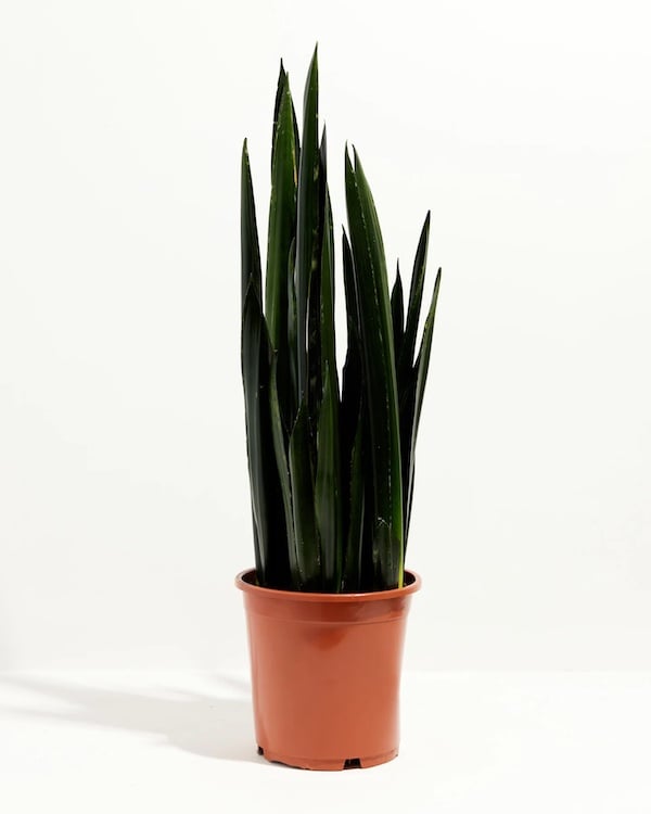 20 Different Types of Snake Plants for your House Plant Collection ...