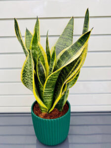 20 Different Types of Snake Plants for your House Plant Collection ...