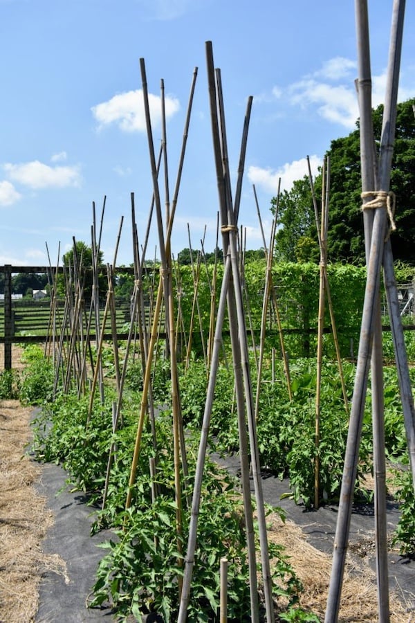 Easy DIY Tomato Cage & Trellis Ideas: How to Make Them! • The Garden Glove