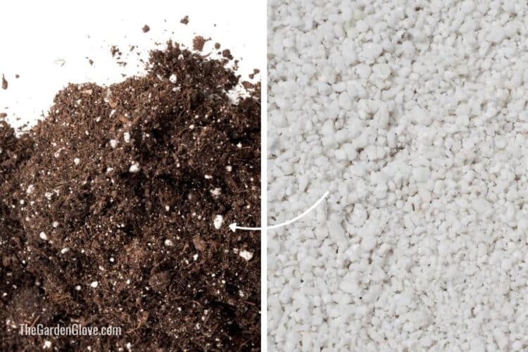 Perlite vs Vermiculite: Which is Better for Your Garden? • The Garden Glove