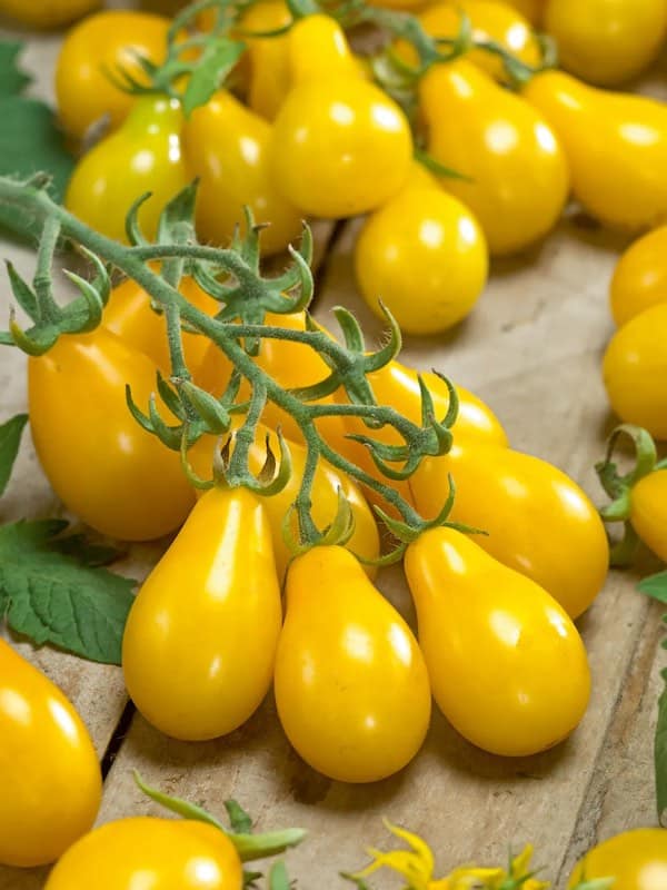 How to Grow Cherry Tomatoes at Home • The Garden Glove