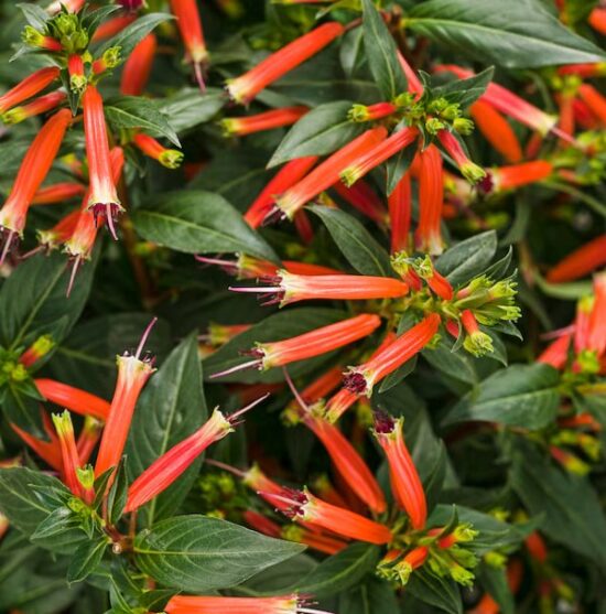 The Best Plants for Hummingbirds in Your Garden • The Garden Glove