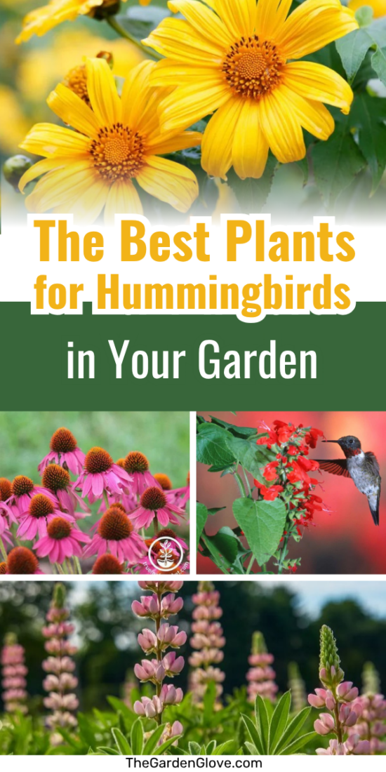 The Best Plants for Hummingbirds in Your Garden • The Garden Glove
