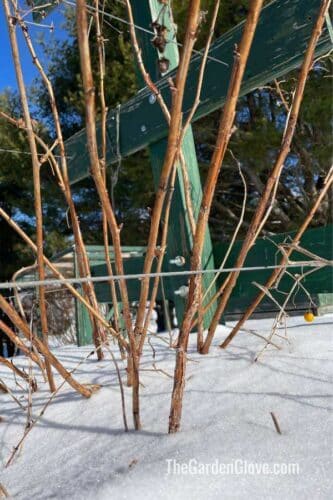 How to Trellis Raspberries: DIY Home Garden Options • The Garden Glove