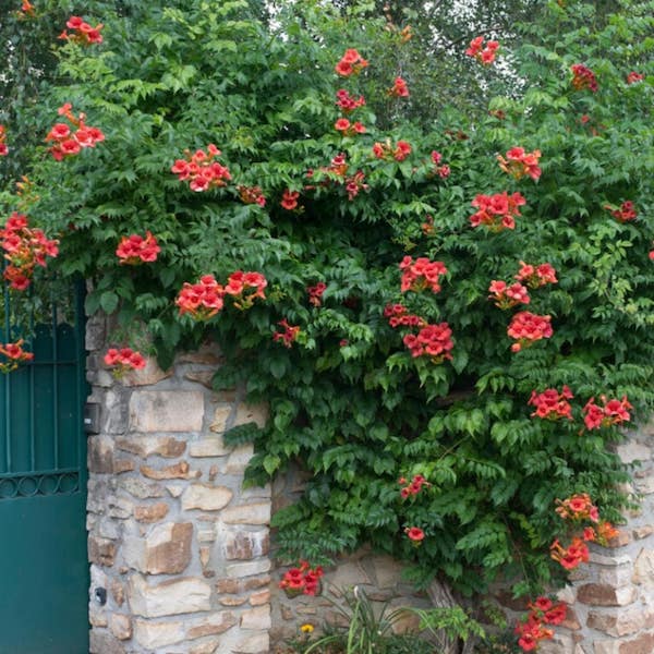 The Best Plants for Hummingbirds in Your Garden • The Garden Glove