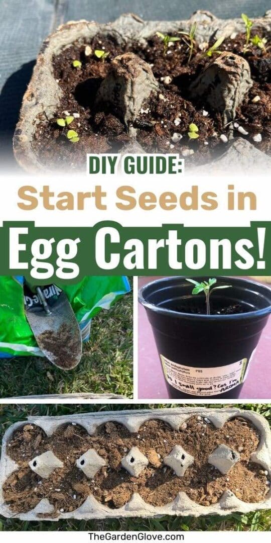 How to Start Seeds in Egg Cartons: Cheap Gardening Hack! • The Garden Glove