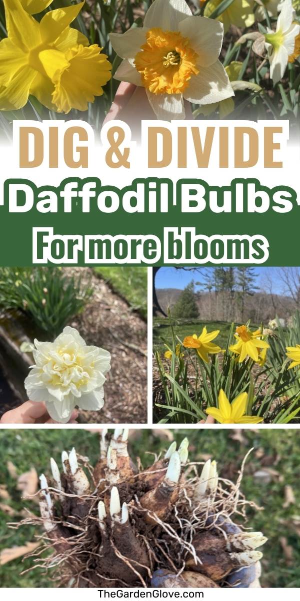When to Dig Up Daffodil Bulbs and How to Divide Them for More Blooms ...