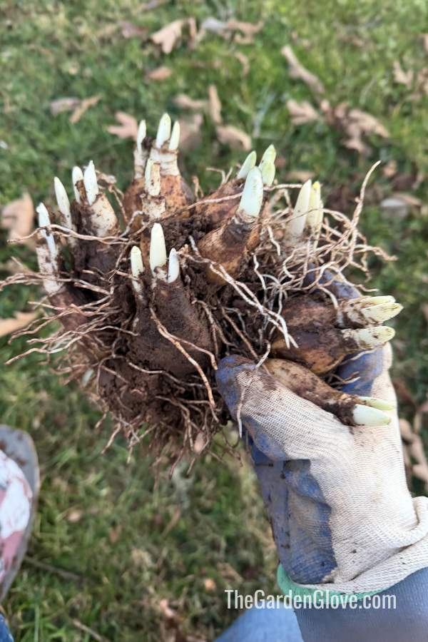 When to Dig Up Daffodil Bulbs and How to Divide Them for More Blooms ...