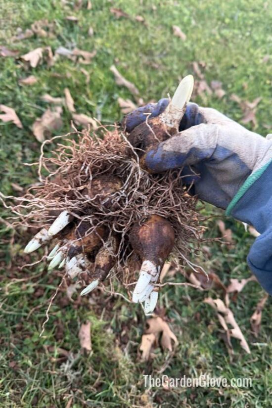 When to Dig Up Daffodil Bulbs and How to Divide Them for More Blooms ...
