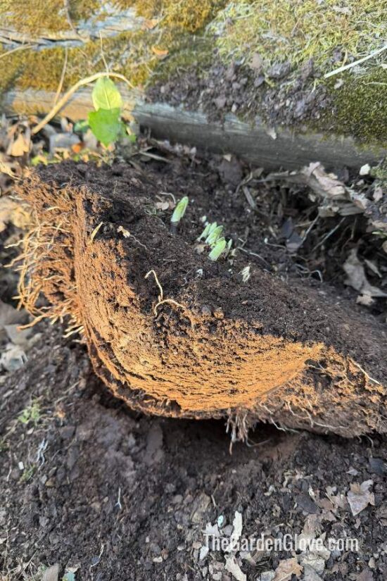 When to Dig Up Daffodil Bulbs and How to Divide Them for More Blooms ...